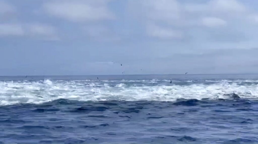 Tuna Casting Was Born in Japan — The Third Cultural Export After Anime ...