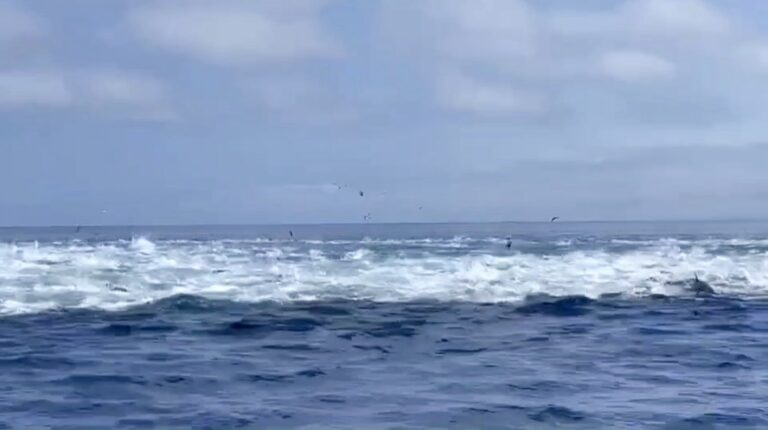 Tuna Casting Was Born in Japan — The Third Cultural Export After Anime ...